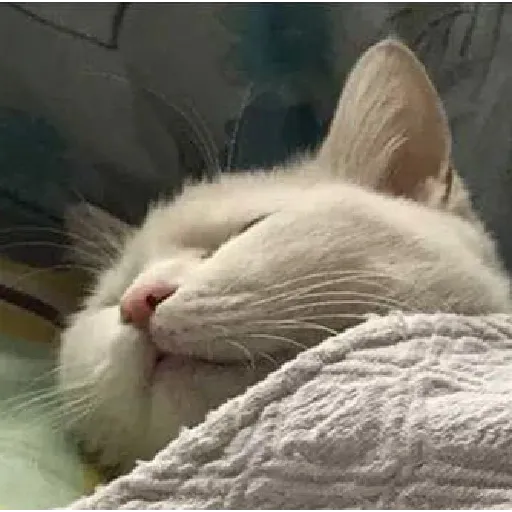 Good night ★ Stickers for WhatsApp